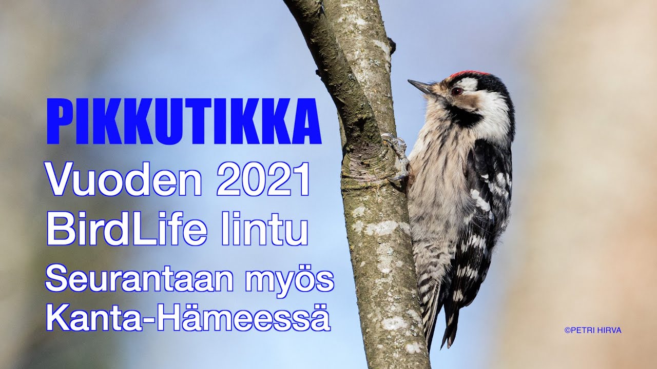 PIKKUTIKKA VUODEN BIRDLIFE LINTU 2021 KANTA-HÄMEESSÄ - YouTube