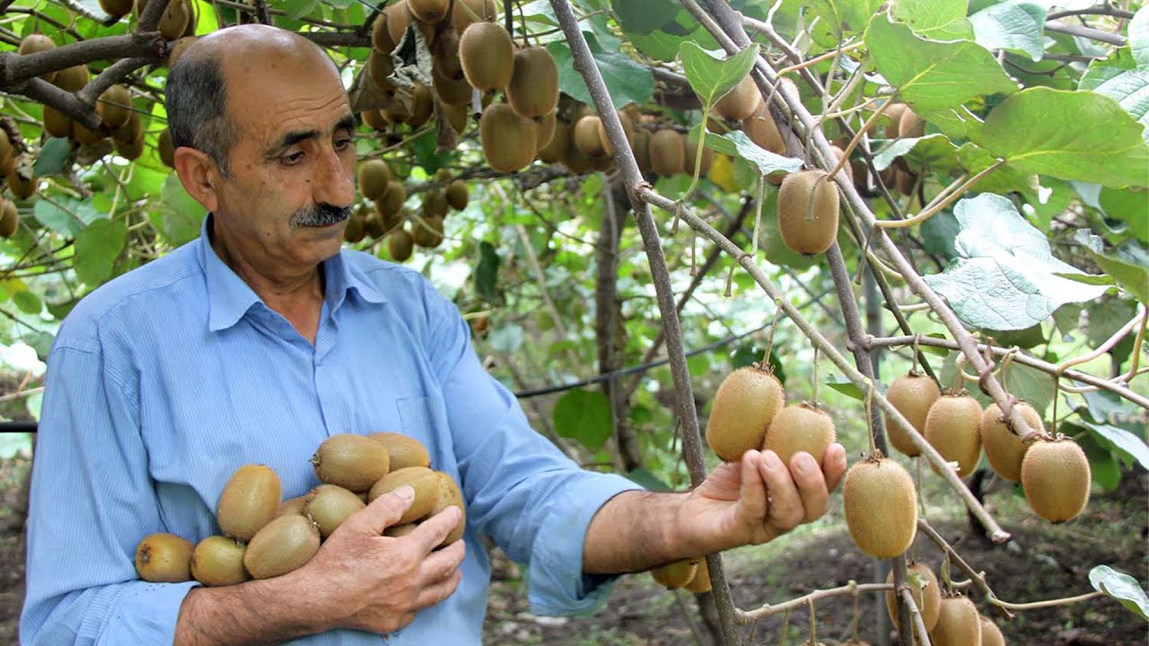 The export of Iranian kiwi fruit has started 🥝 - YouTube