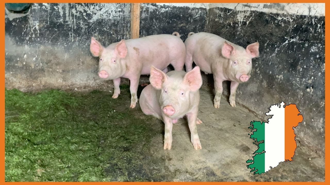 3 Pig Morning Exercises for Better GROWTH. - YouTube