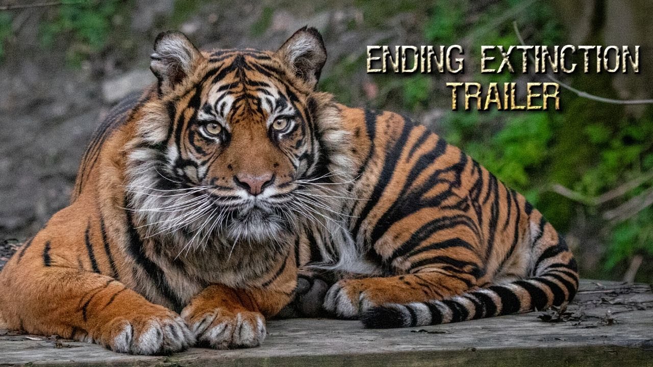 Ending Extinction - Trailer - YouTube