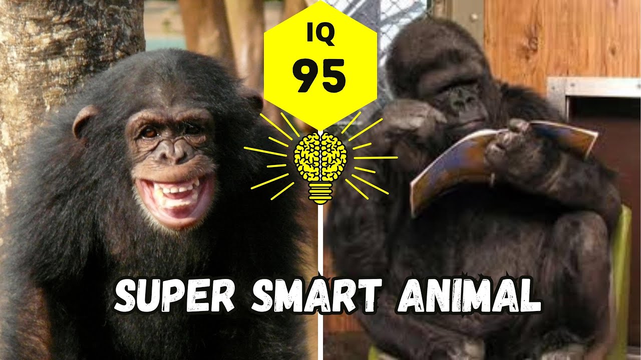 These 10 Animals Have Human Equivalent Intelligence. - YouTube