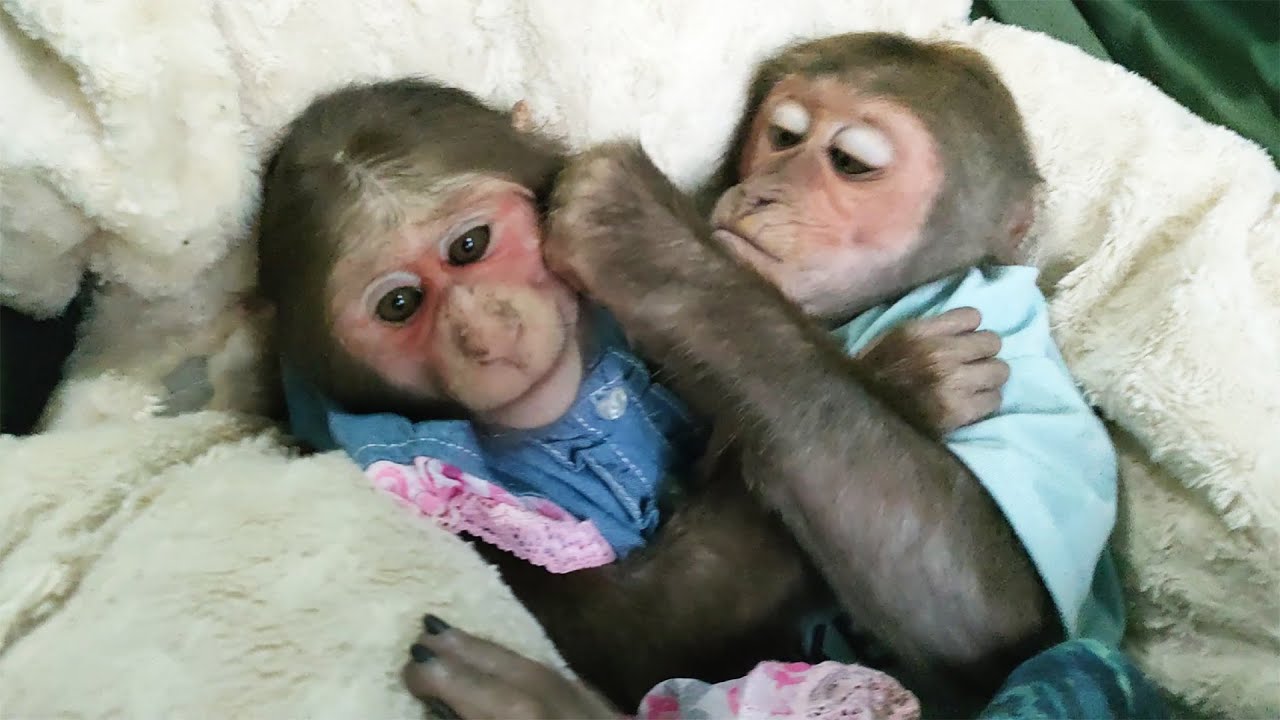 Two monkeys hugging each other to sleep #shorts - YouTube