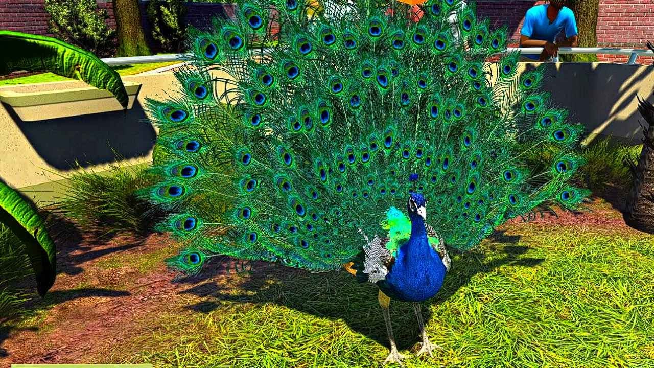 I ADOPT BEAUTIFUL PEACOCK | LOCATOR 99 - YouTube