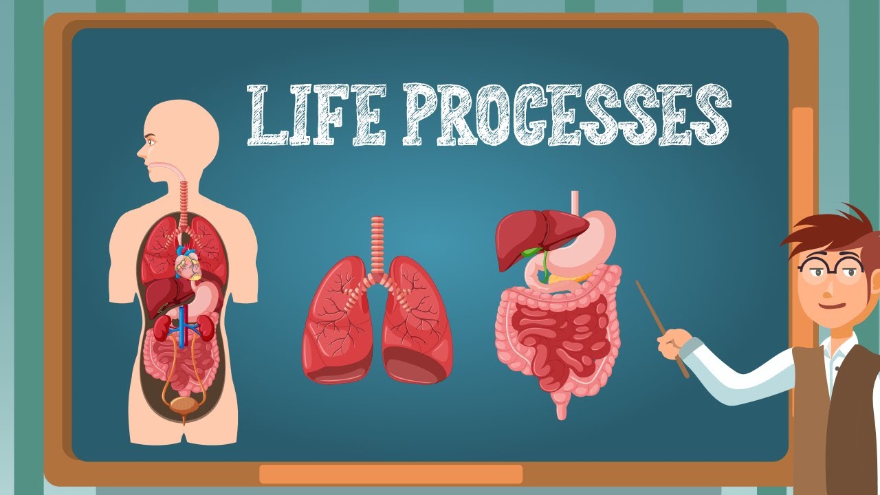 What is Life Processes: Nutrition in Plants And Organisms | Biology ...