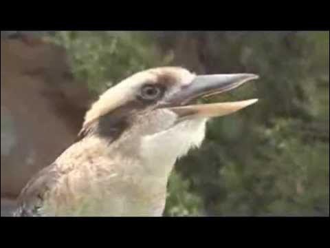 Kookaburra song - YouTube