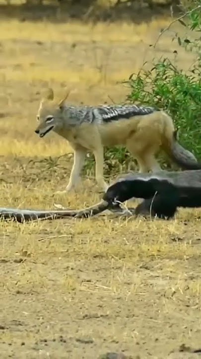 Python Tug of War Between Jackals and Honey Badger - YouTube