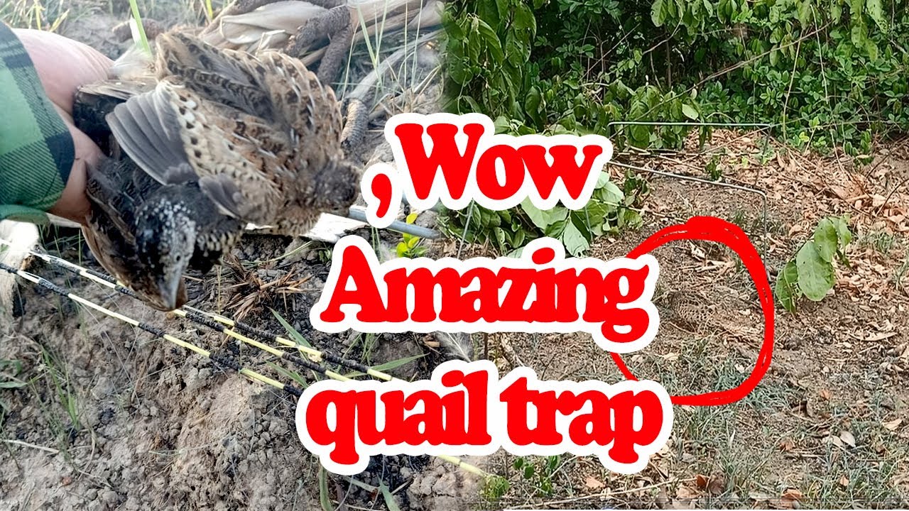 Easy quail trapping in the forest, bird trap in the field, quail trap ...
