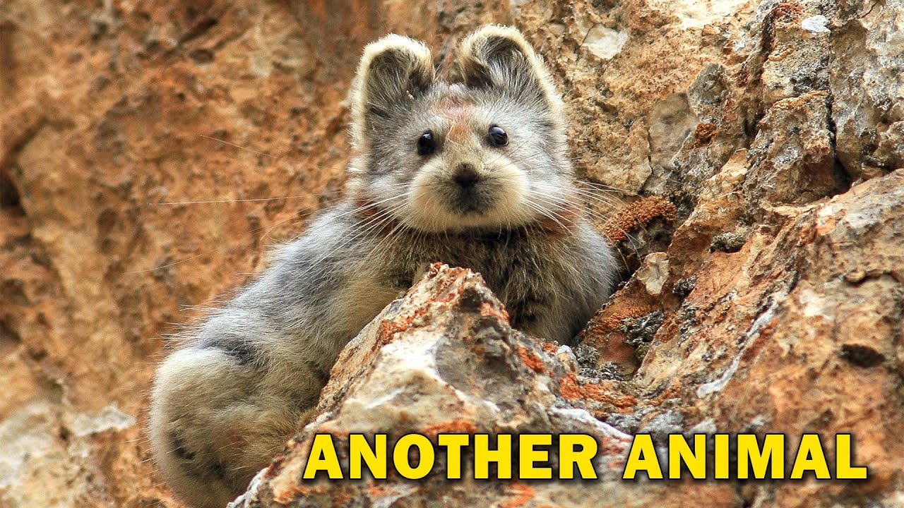 ANOTHER ANIMAL - YouTube