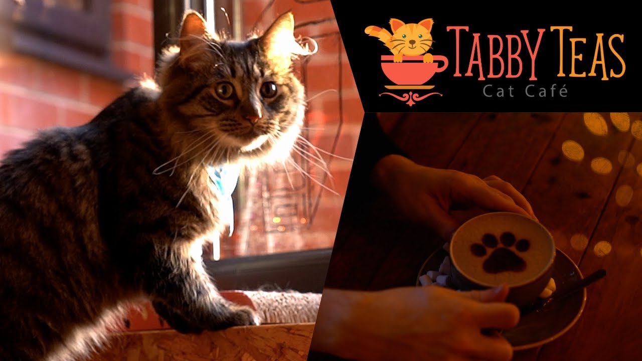 Life at Tabby Teas - Sheffield's Cat Café - YouTube