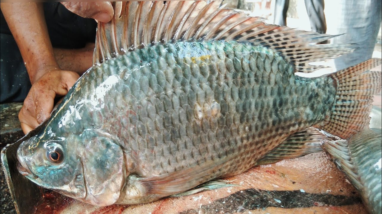 Fish Fillet|Big Tilapia Fish Cleaning And Chopping Live|Fish Cutting ...