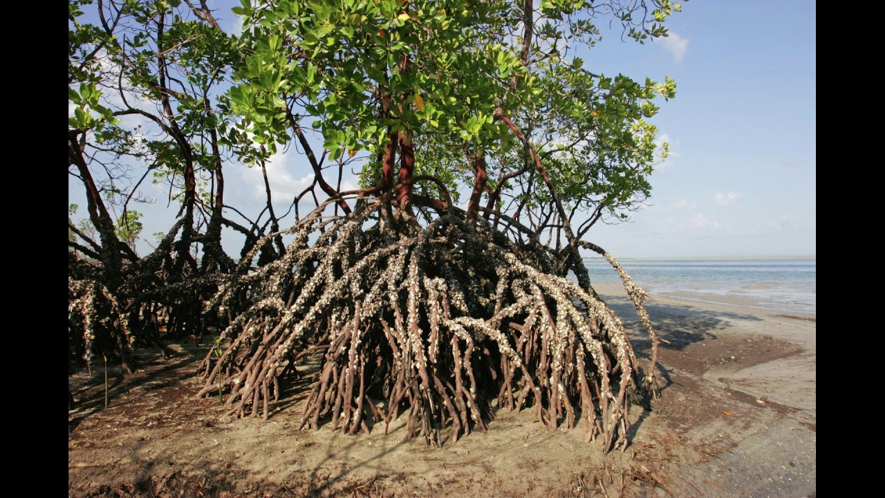 Parts of and Types of Roots - YouTube