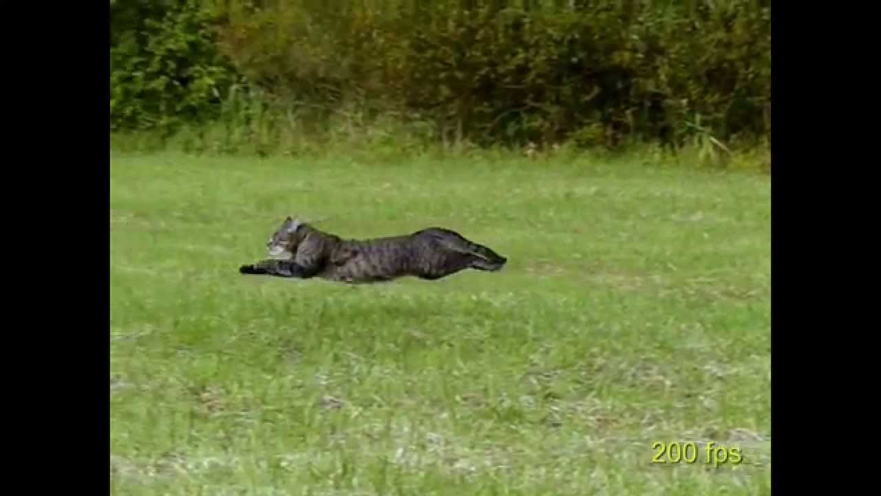 Running cat 2- slow motion 100-200 fps - YouTube