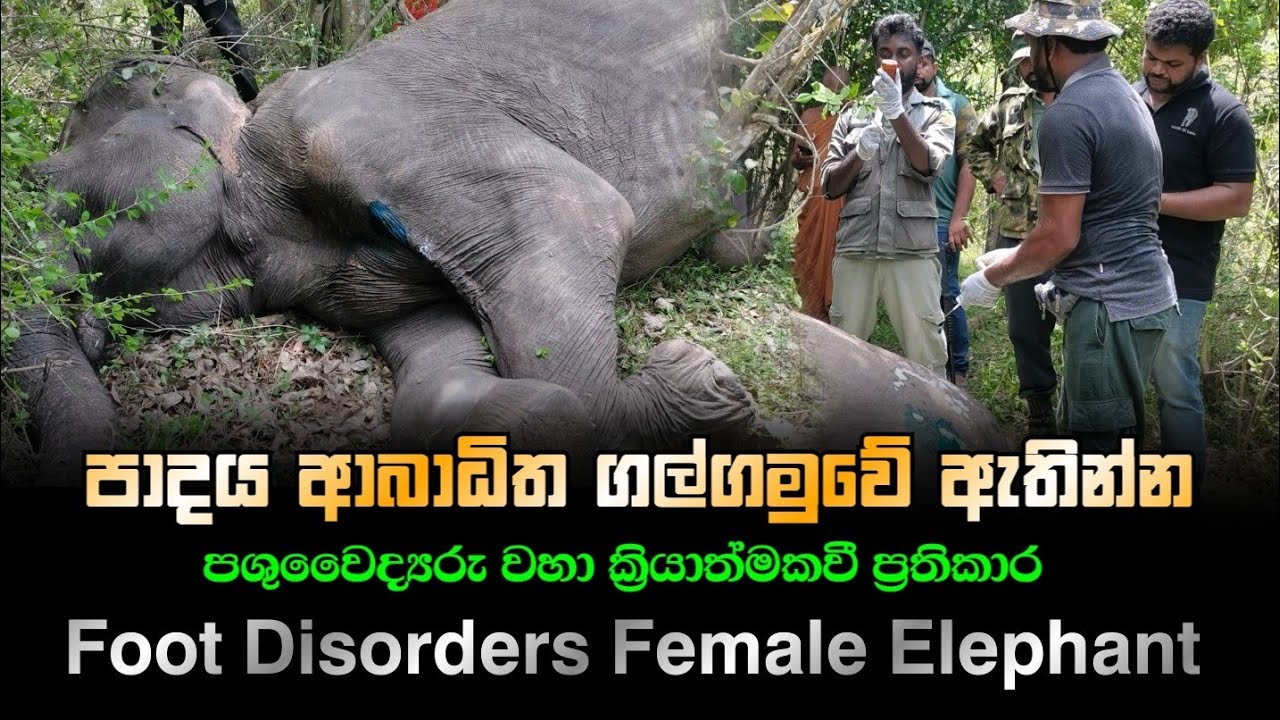 𝙁𝙤𝙤𝙩 𝘿𝙞𝙨𝙤𝙧𝙙𝙚𝙧𝙨 𝙁𝙚𝙢𝙖𝙡𝙚 𝙀𝙡𝙚𝙥𝙝𝙖𝙣𝙩 පාදය ආබාධිත ගල්ගමු ඇතින්න. #elephante # ...