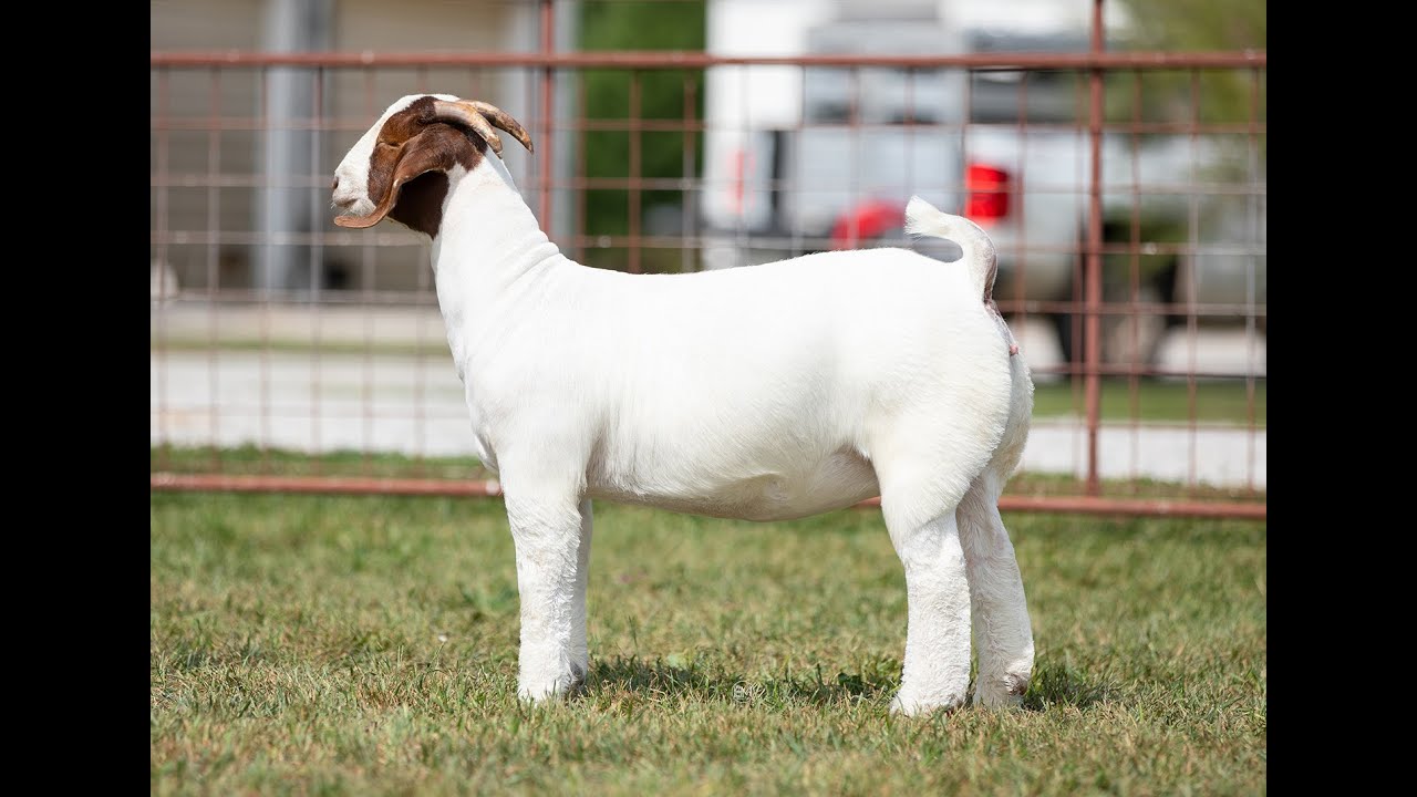 Miller Boer Goats | Tag 00155 - YouTube