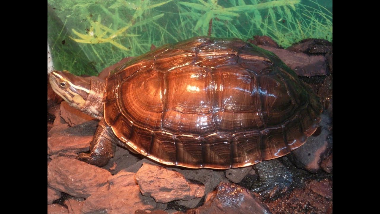 TORTUE-BOITE -1ère Partie - YouTube