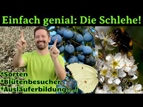 Genial im Naturgarten: Die Schlehe (Prunus spinosa) als Insektenmagnet, Obst und Vogelschutzgehölz