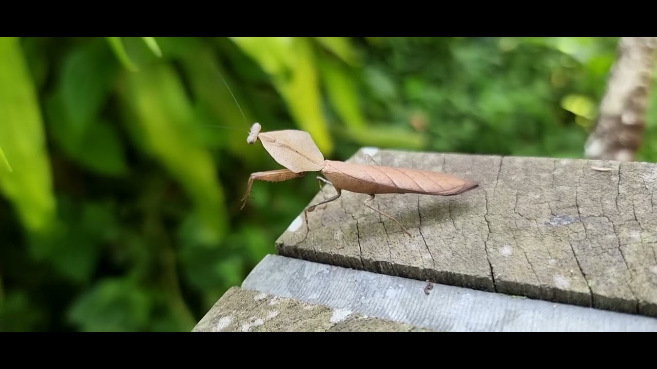 Dead Leaf Mantis ( Genus Deroplatys ) - YouTube