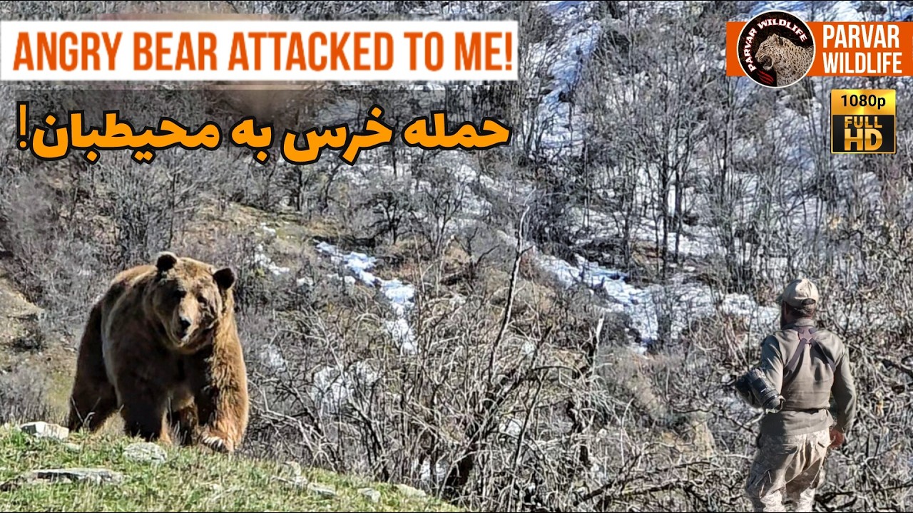 حمله خرس خشمگین به محیطبان Angry Bear Attacks park Ranger - YouTube