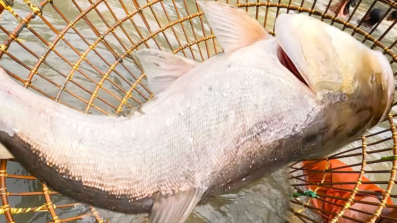 Unbelievable The Big Monster Fish || Best Amazing Rural Fishing ...