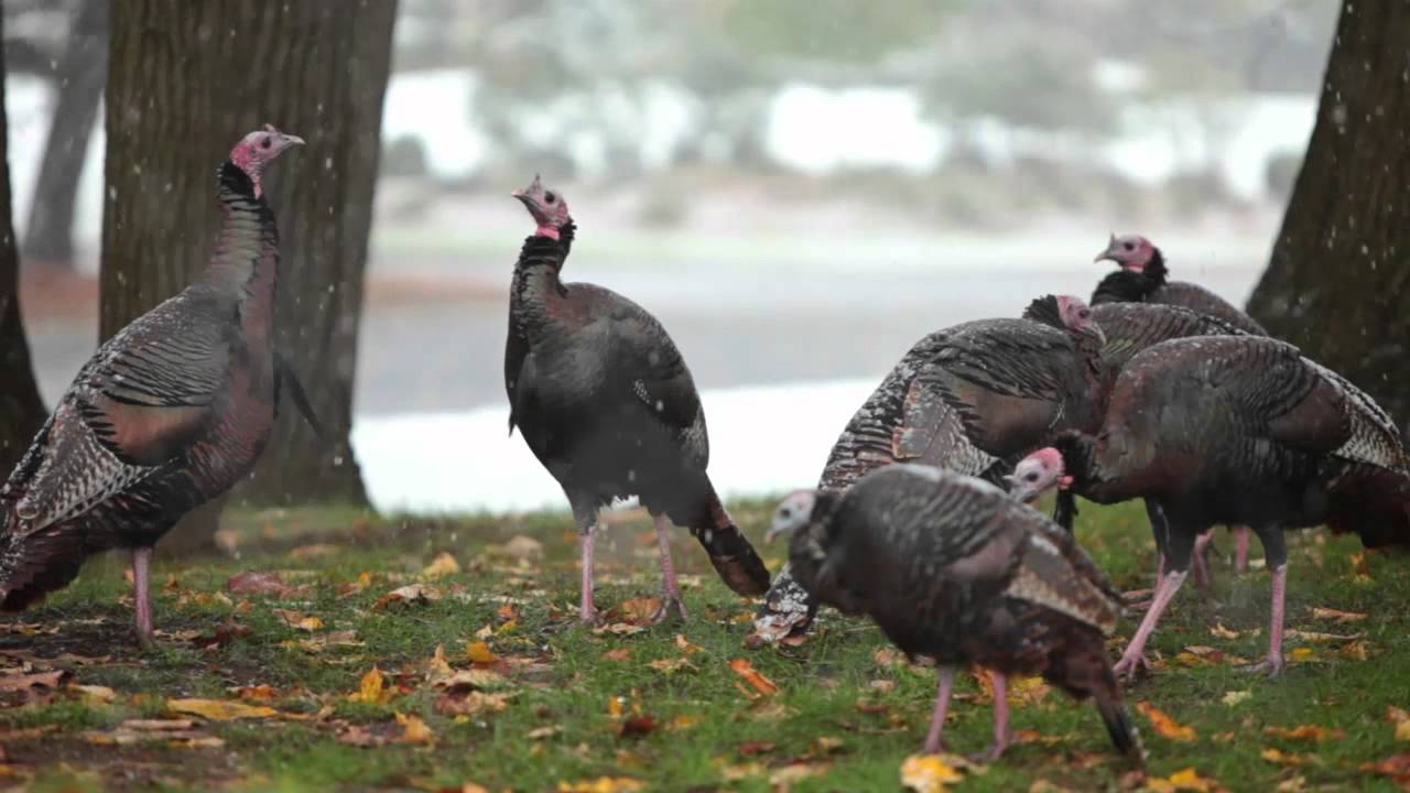 Wild Turkeys in the Snow: October Snowstorm - YouTube