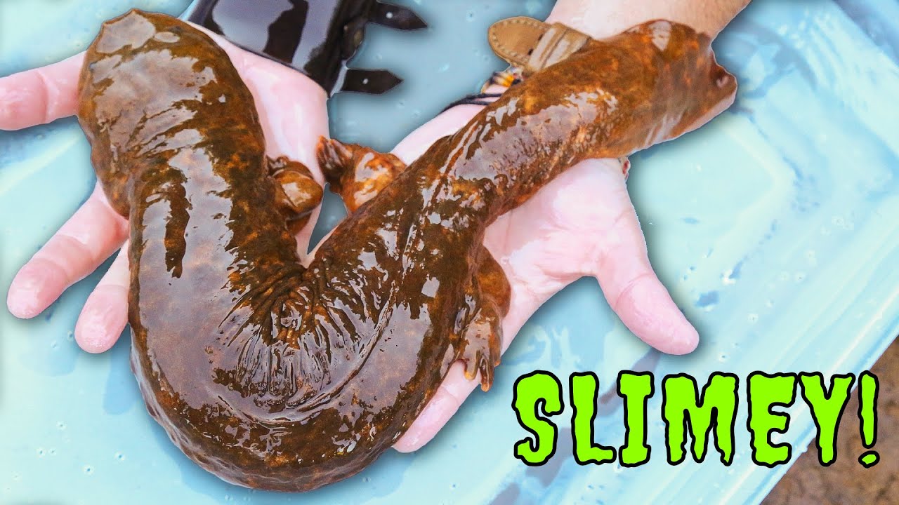 GIANT Slimy Alien Caught! - YouTube