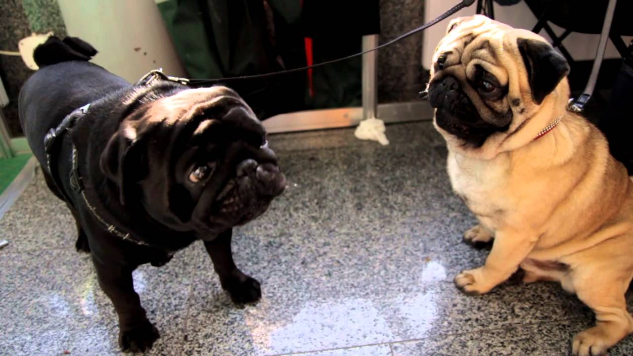 Angry pugs ^_^ - YouTube