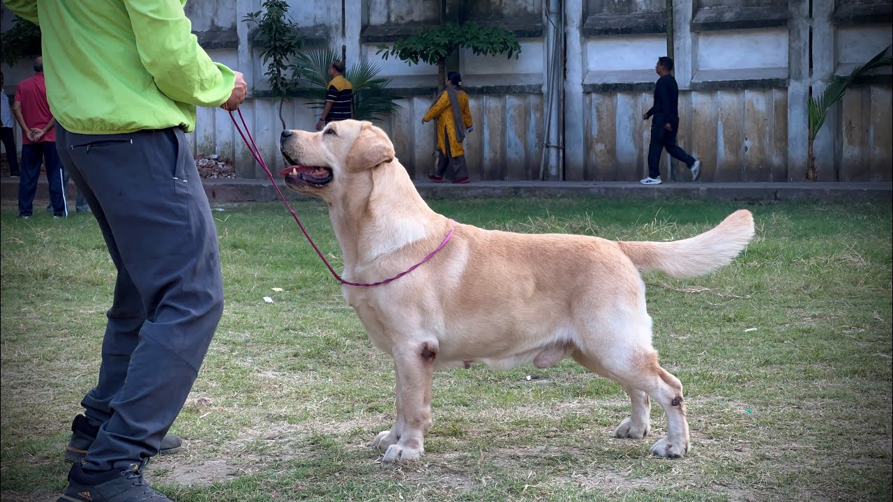 LABRADOR || Show dog || Italian Import male - YouTube