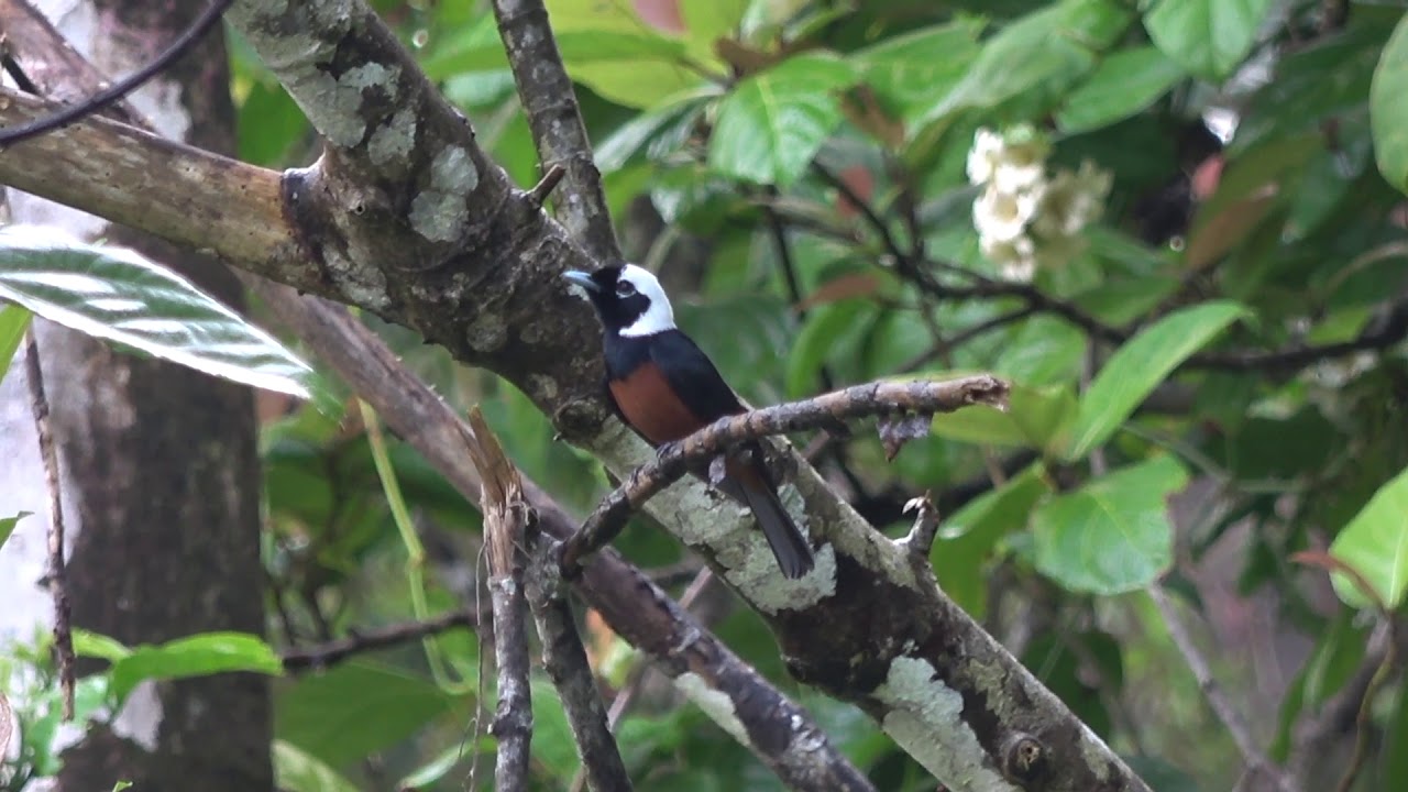 White-capped Monarch Monarcha richardsii, 28 Mar. 2019, Tetepare ...