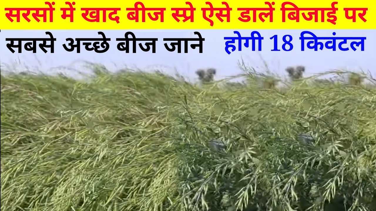 sarson ki kheti kaise karen, sarso kaise boi jati, How to grow mustard ...