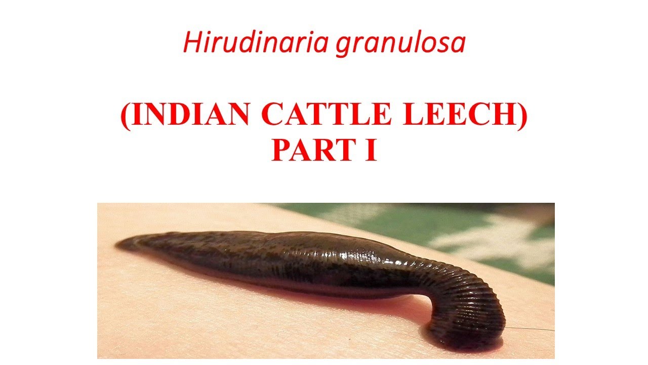 Indian Cattle leech Part I BY Balram Sain - YouTube