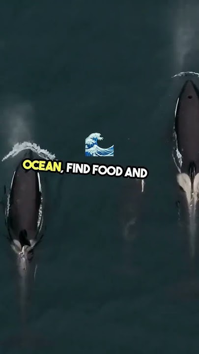 Why do whales sing? - YouTube