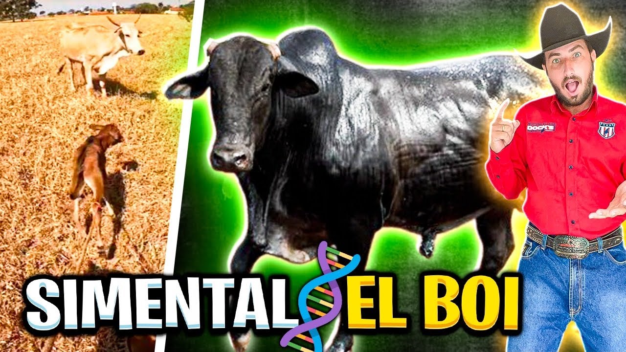 COMO É FEITO A MARCAÇÃO DE UM BOI DE GENÉTICA DE RODEIO - YouTube