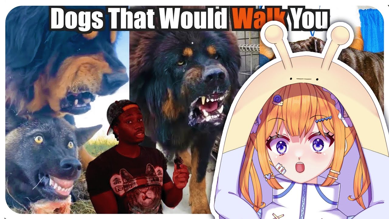These Dogs Are MASSIVE! | Snail Vtuber reacts to Casual Geographic ...
