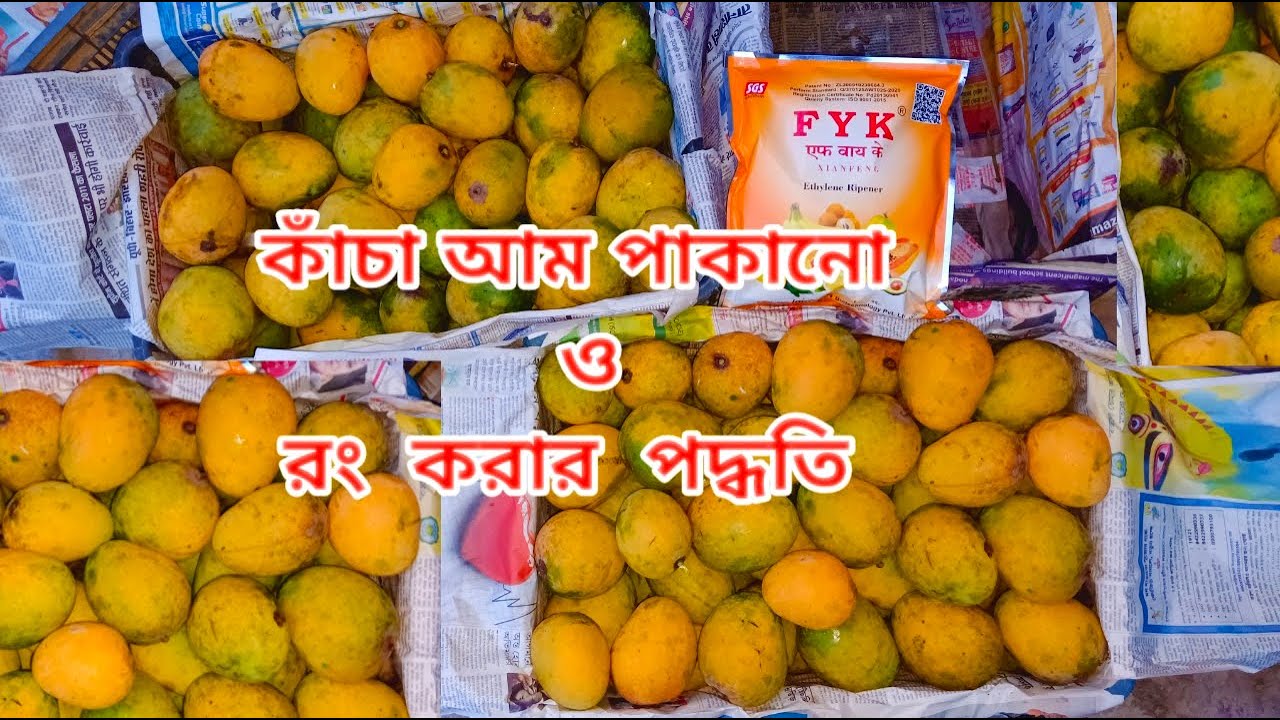 Method of ripening and coloring of mangoes || how to ripen mangoes at ...