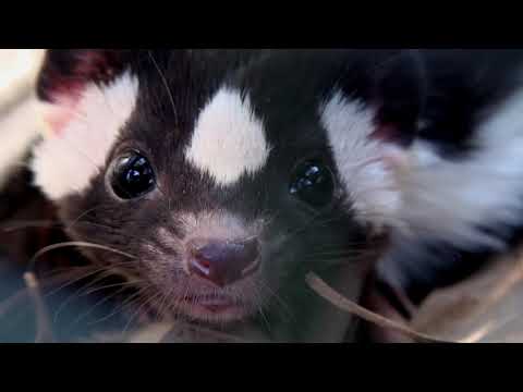 The Spotted Skunk in Costa Rica