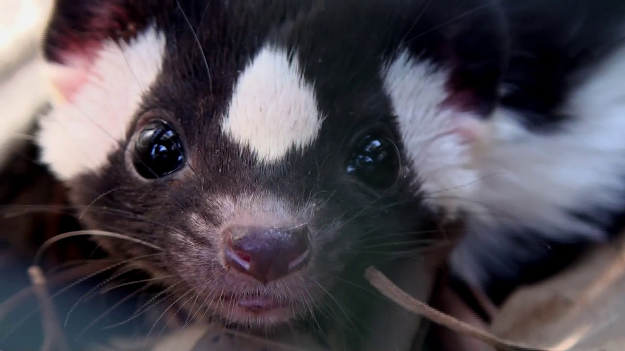 The Spotted Skunk in Costa Rica - YouTube