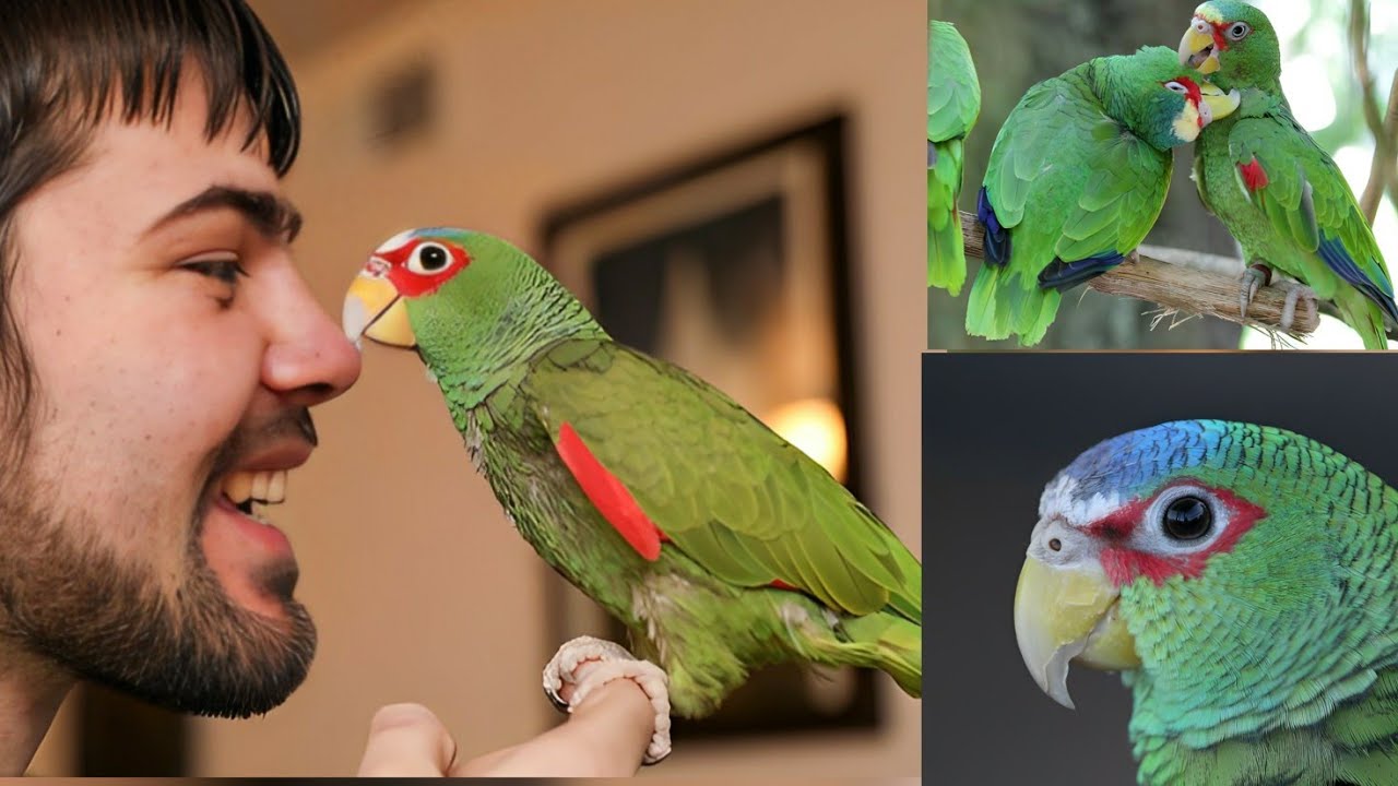 white-fronted amazon or spectacled amazon parrot, is a Central American ...