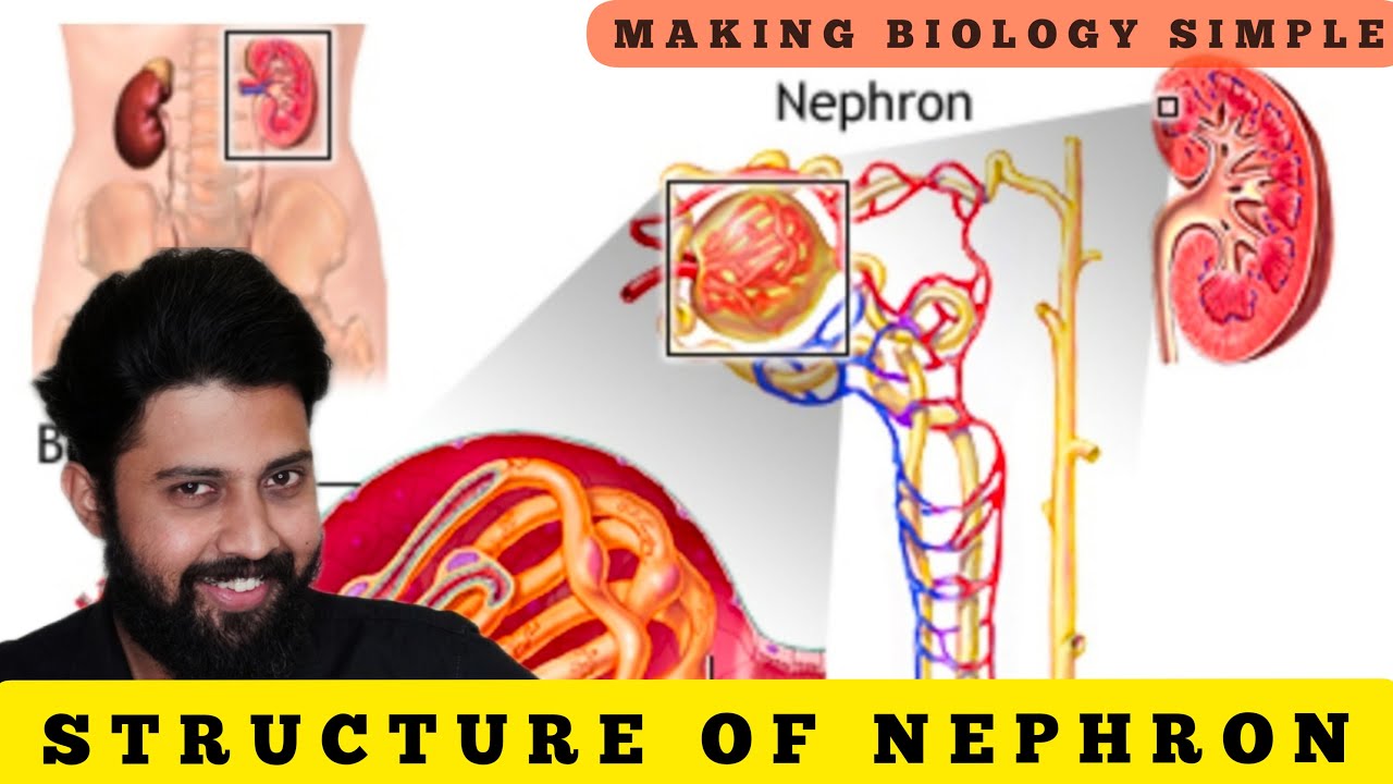 Structure of Nephron -Life Processes - Making "Biology" Simple |CBSE ...