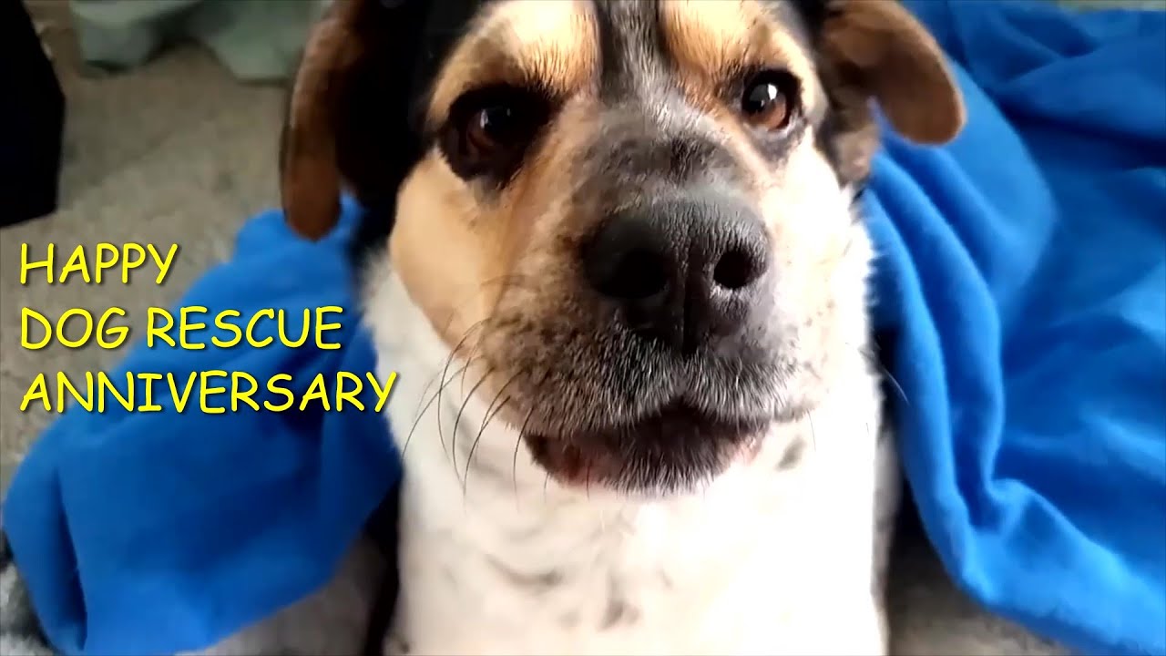 Doggo's One Year Rescue Anniversary - YouTube