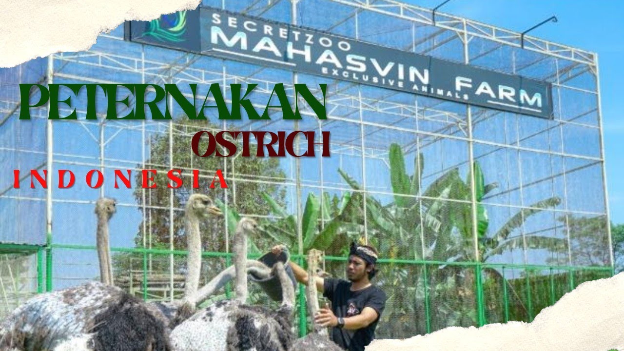 PETERNAKAN BURUNG UNTA || MAHASVIN FARM - YouTube