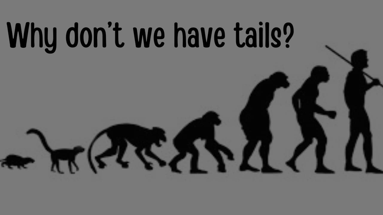 Do You Know Why Don't We Have Tails? - YouTube