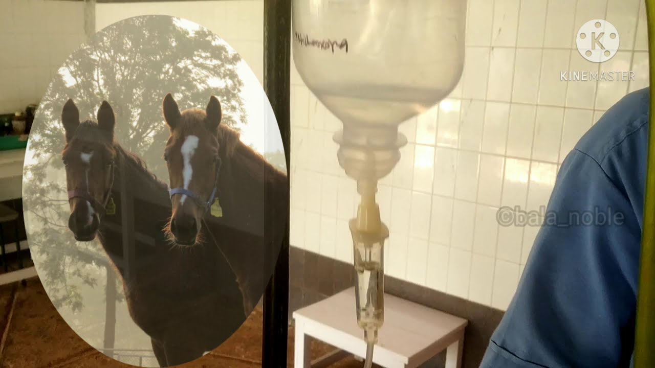 Vet Basics ll Quick intravenous fluid administration in large animals ...