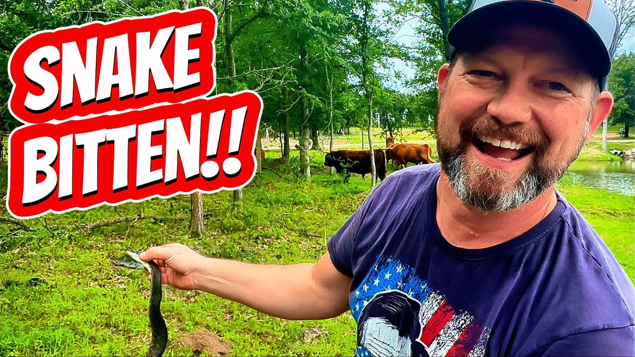 Working Cattle Results in an Unexpected Snake Bite! - YouTube
