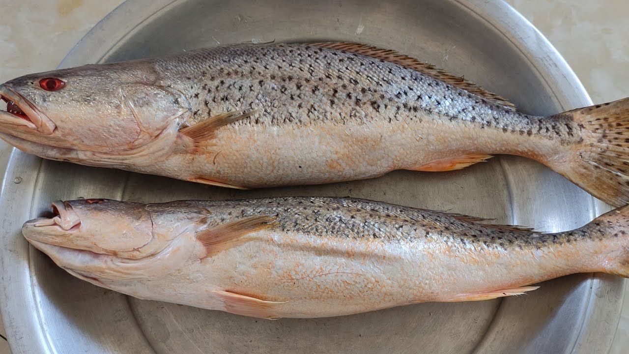 পোয়া মাছ কাটার পদ্ধতি || how to cut powa mach || how to clean poa fish ...