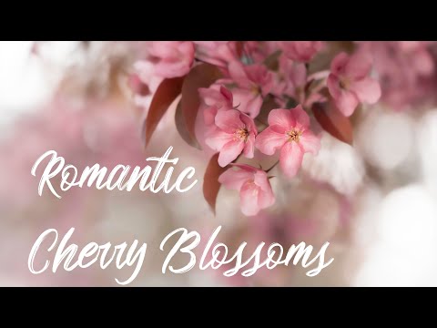 Minimizing Chaos with Cherry Blossoms (Lr and PS)