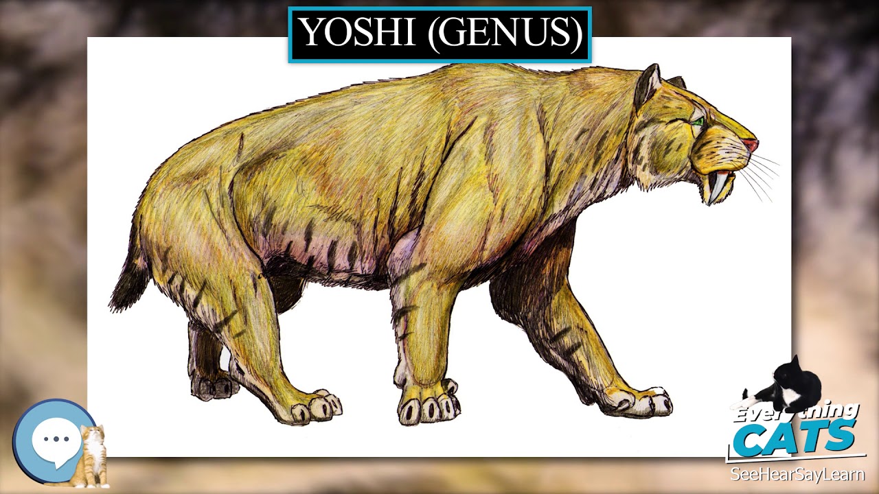 Yoshi genus 🐱🦁🐯 EVERYTHING CATS 🐯🦁🐱 - YouTube