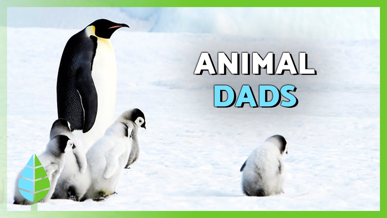 Top 10 Animal Dads 🐧🐺 | Incredible Parenting in the Wild - YouTube