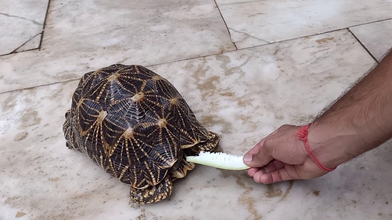 TORTOISE: Tiny animal with immense jaw-power - YouTube