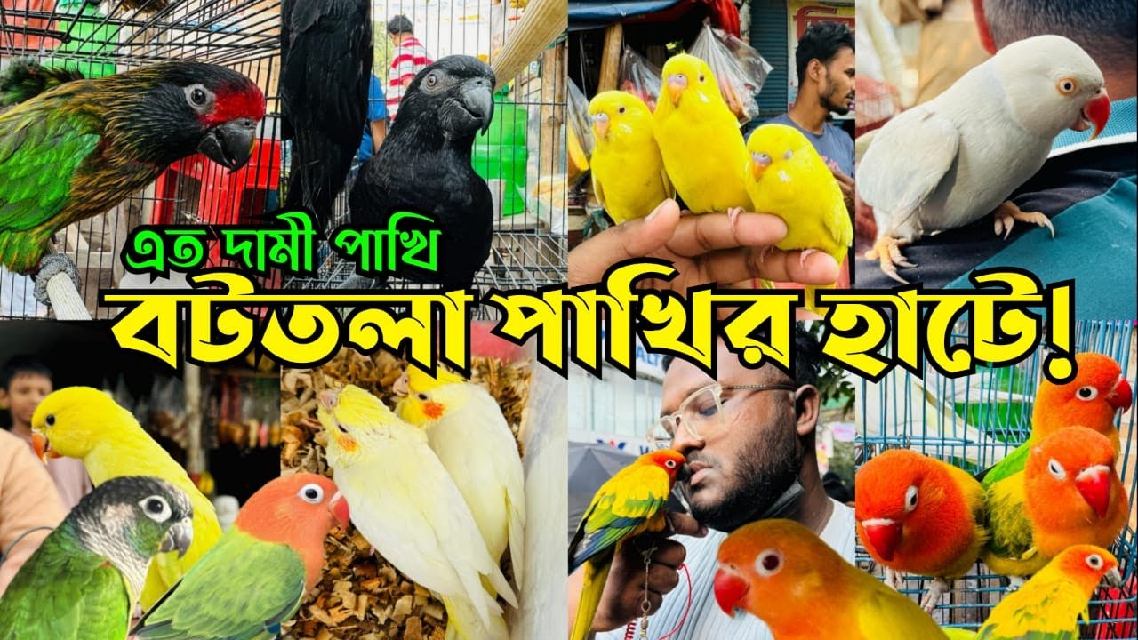 এত দা'মী পাখি বটতলা পাখির হাটে আগে দেখিনি ! Bottola Pakhir Hat | Mirpur ...