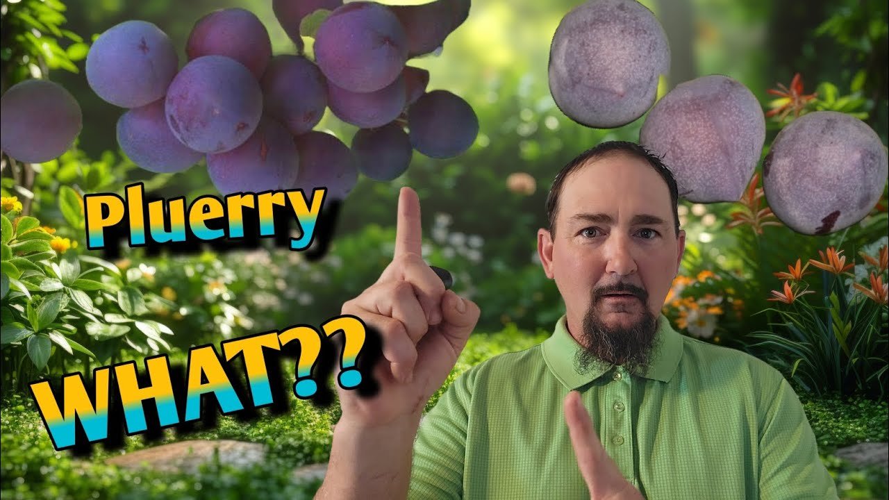 Sweet Treat Pluerry-Year 7-Zone 9a - YouTube